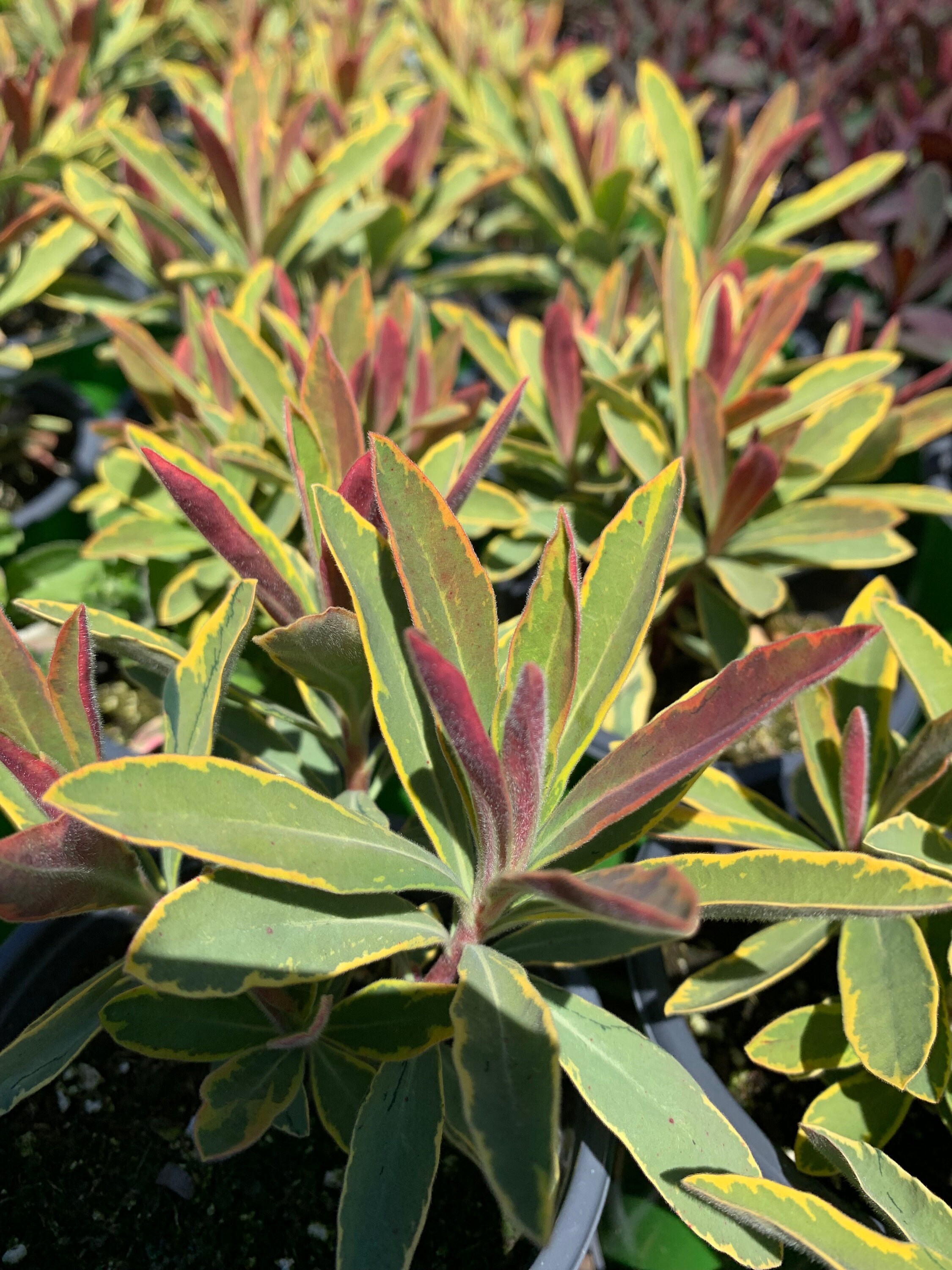 Euphorbia Flowering Spurge Ascot Rainbow, Silver Swan, Ruby Glow - Etsy