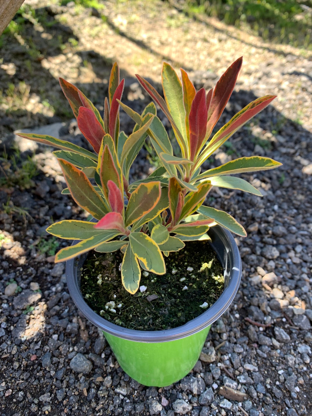 Euphorbia Flowering Spurge Ascot Rainbow, Silver Swan, Ruby Glow - Etsy