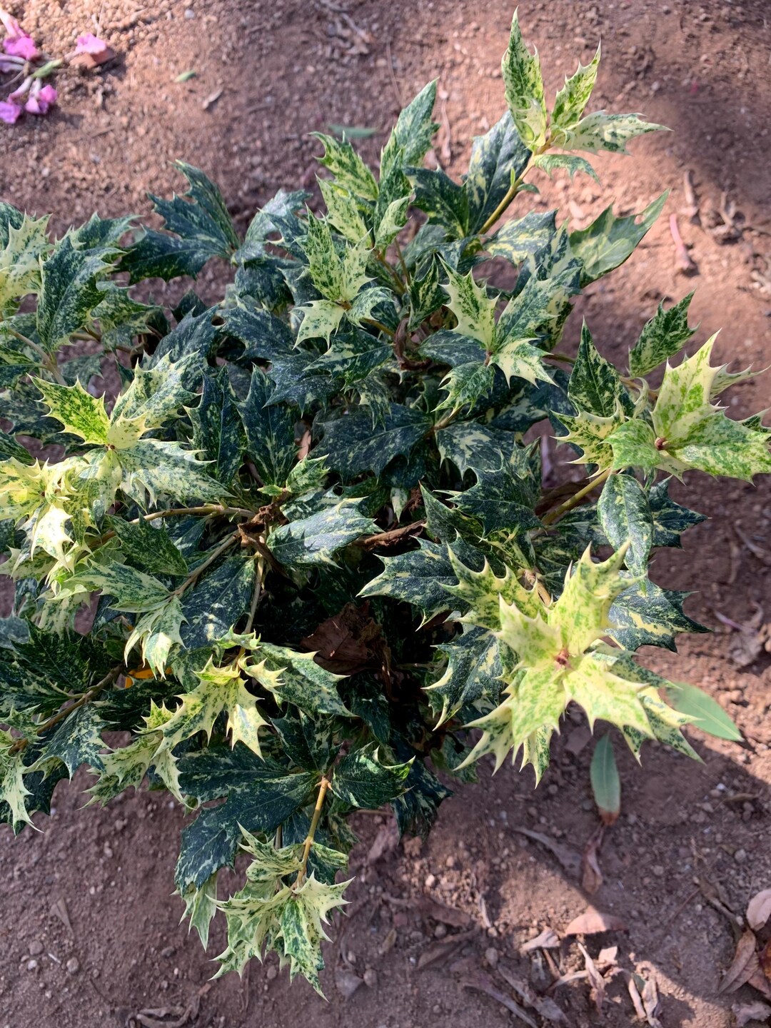 Goshiki False Holly 1 Gallon Five Color Autumn Olive / Osmanthus ...