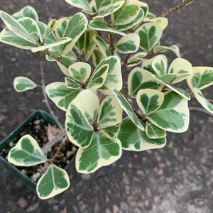 Rare Find: Ficus Triangle Variegated 4 Inch Pot FICUS TRIANGULARIS ...