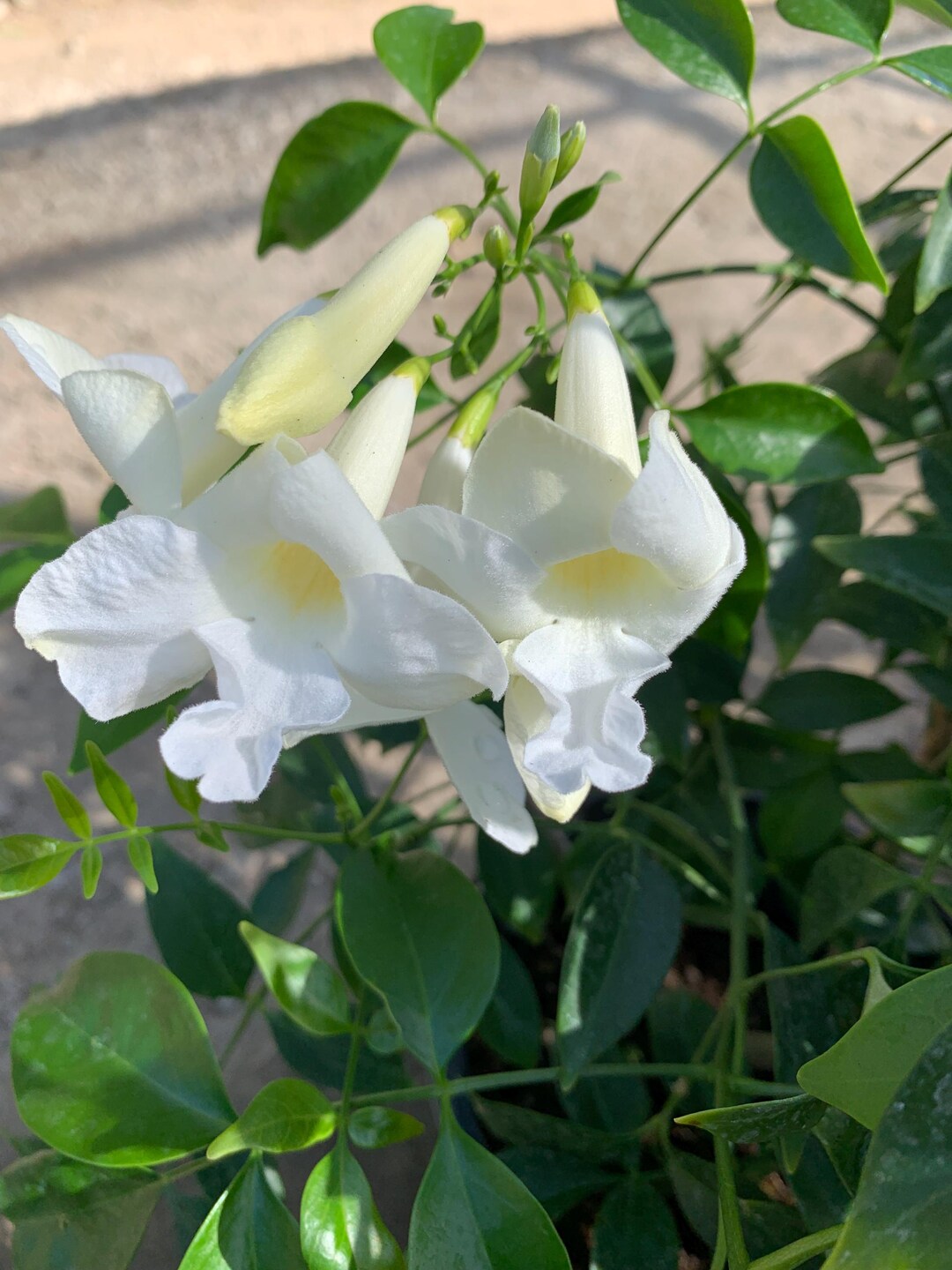White Bower Vine ( 1 Gallon ) / Pandorea Jasminoides Alba / Bower of ...