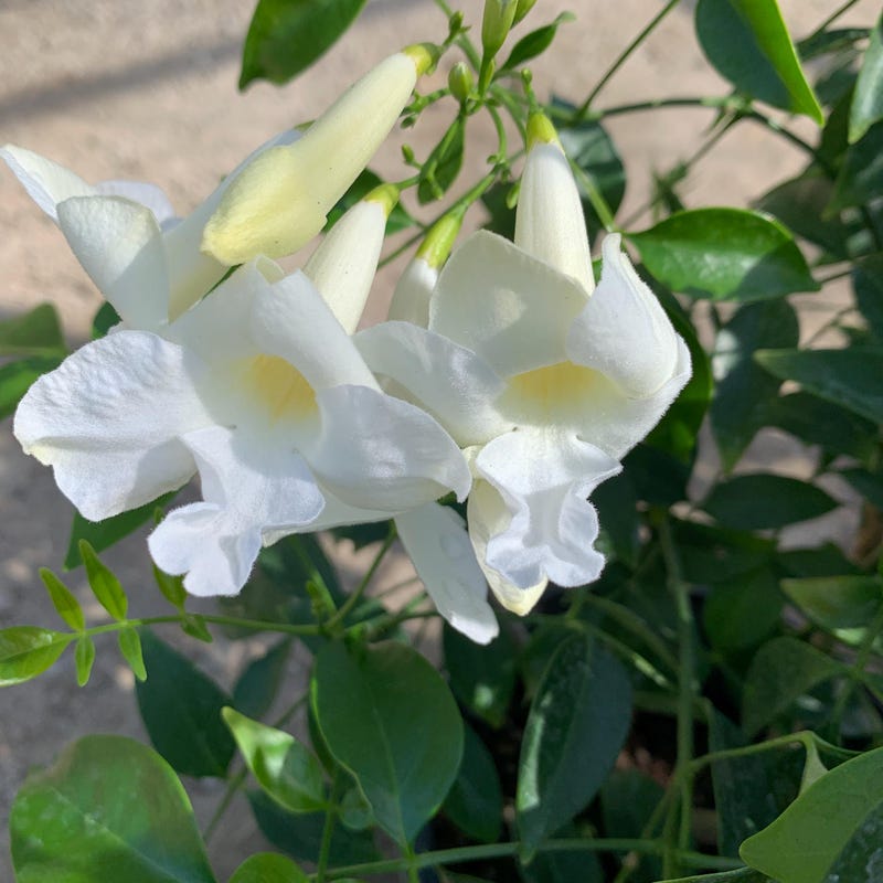 Angel Vine - Etsy