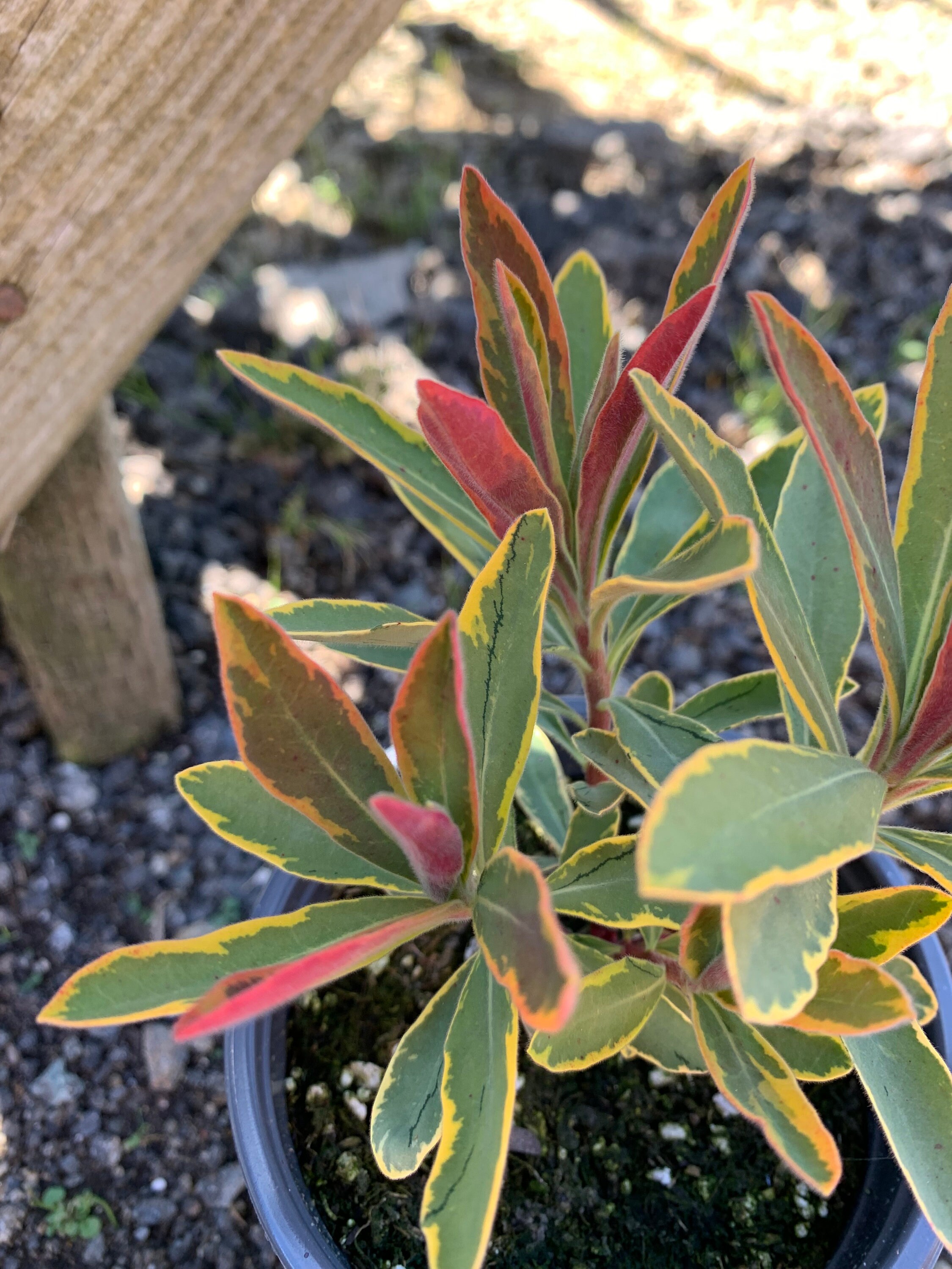 Euphorbia Flowering Spurge Ascot Rainbow, Silver Swan, Ruby Glow - Etsy