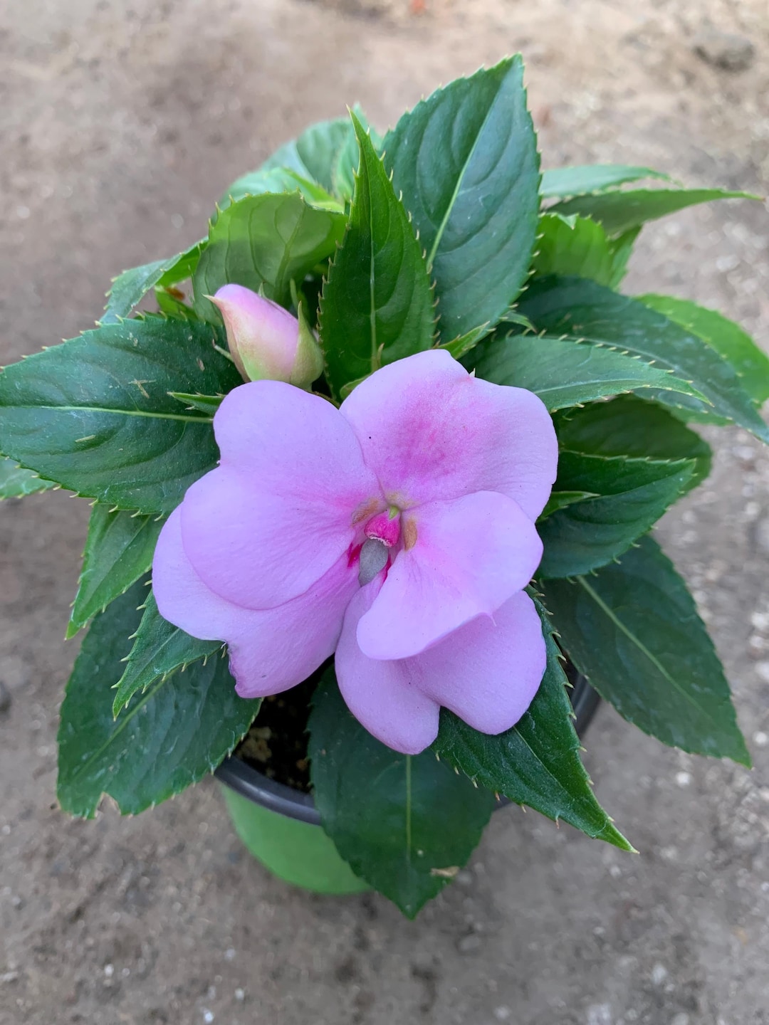 New Guinea Impatiens (4” Pot) / Impatiens Hawkeri - Etsy