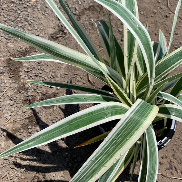 Dianella - Etsy