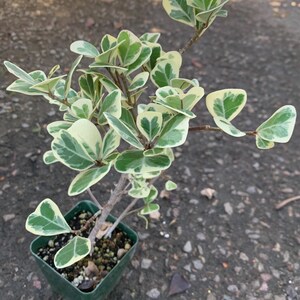 Rare Find: Ficus Triangle Variegated 4 Inch Pot FICUS TRIANGULARIS ...