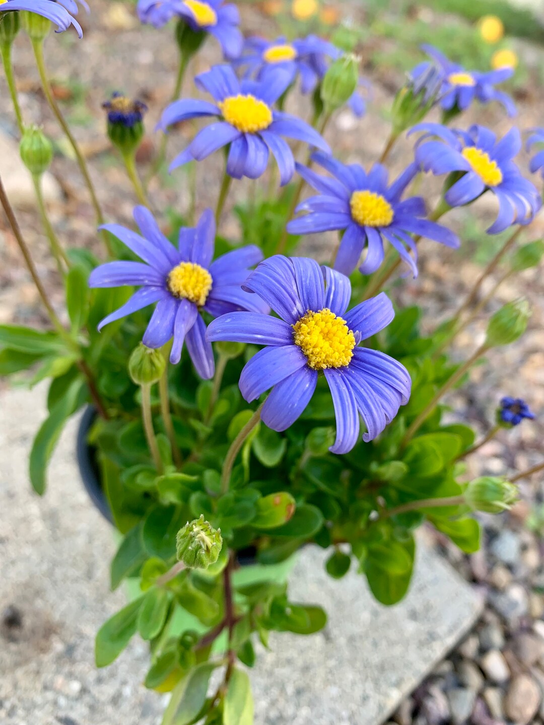 Blooming Felicia Amelloides Daisy / San Gabriel - Etsy