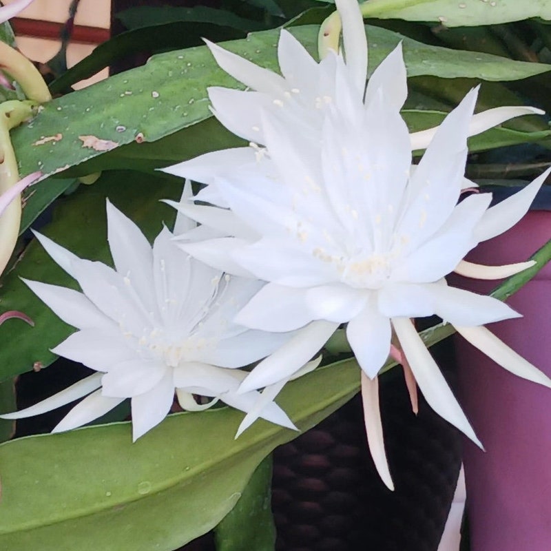 Queen of the Night Plant - Etsy