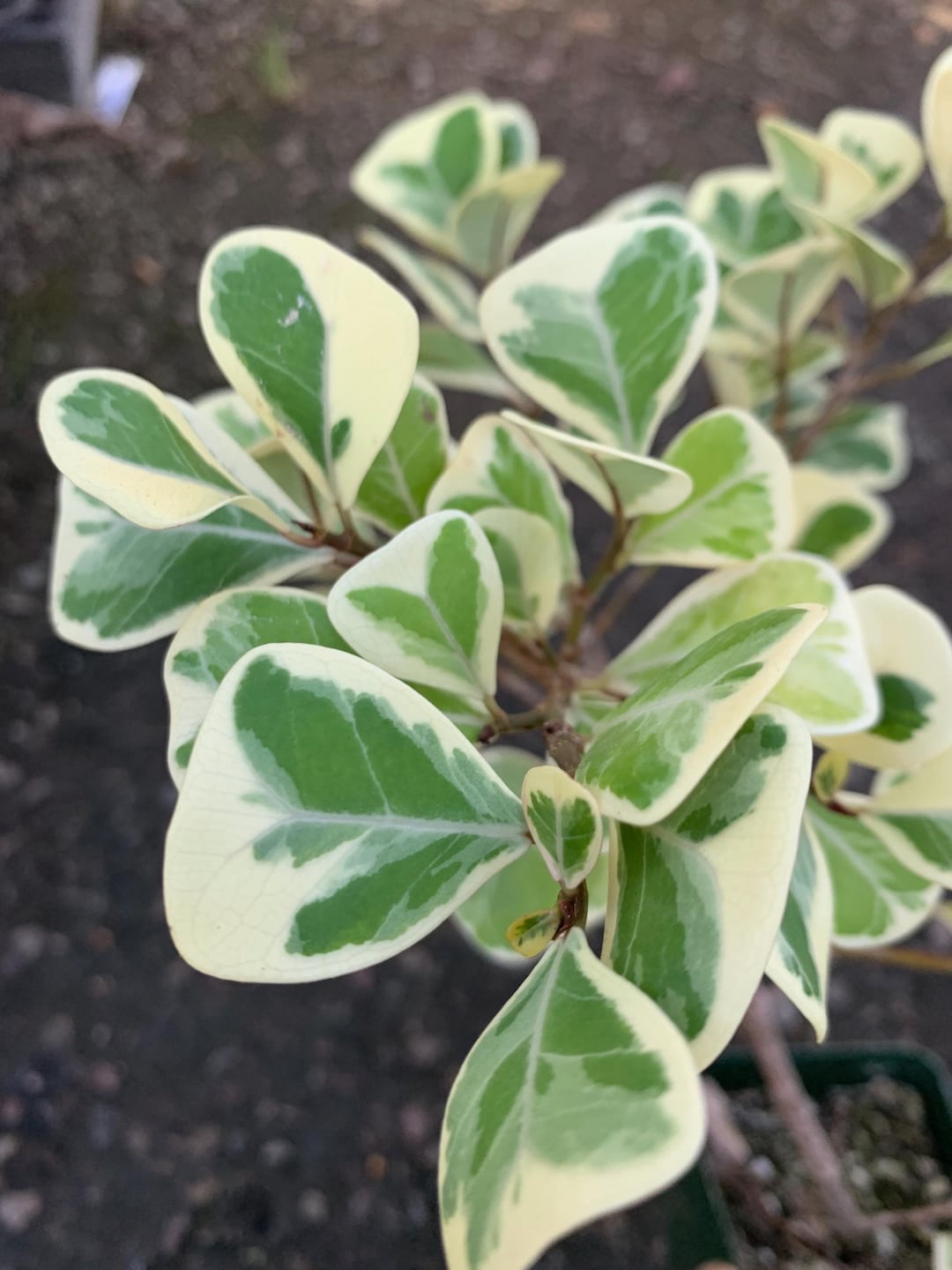 Rare Find: Ficus Triangle Variegated 4 Inch Pot FICUS TRIANGULARIS ...