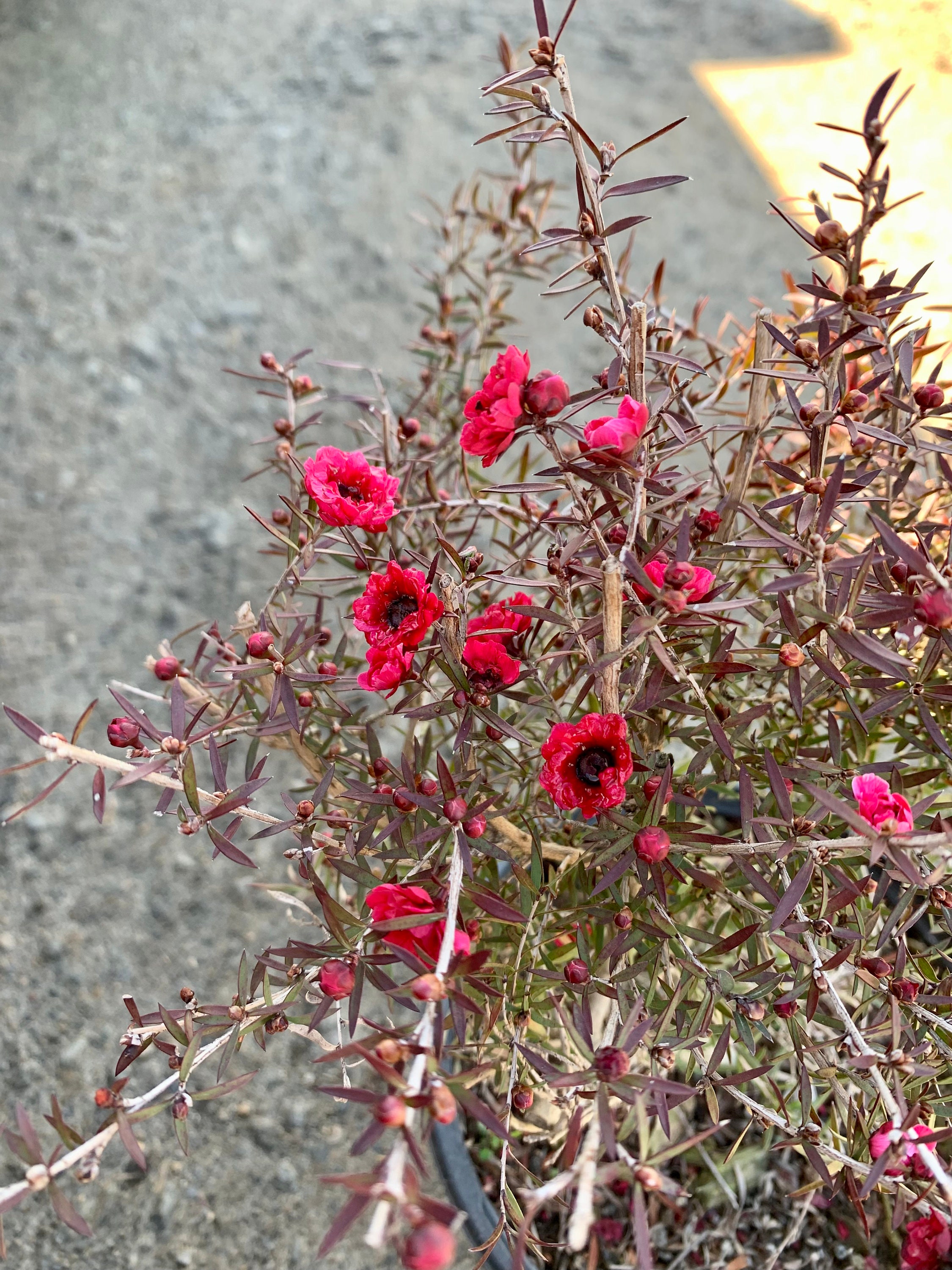 Blooming Live Ruby Glow Tea Tree 2 Sizes Available - Etsy