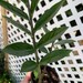 ZZ Plant, Aroid Palm / Zamioculcas Zamiifolia - Etsy