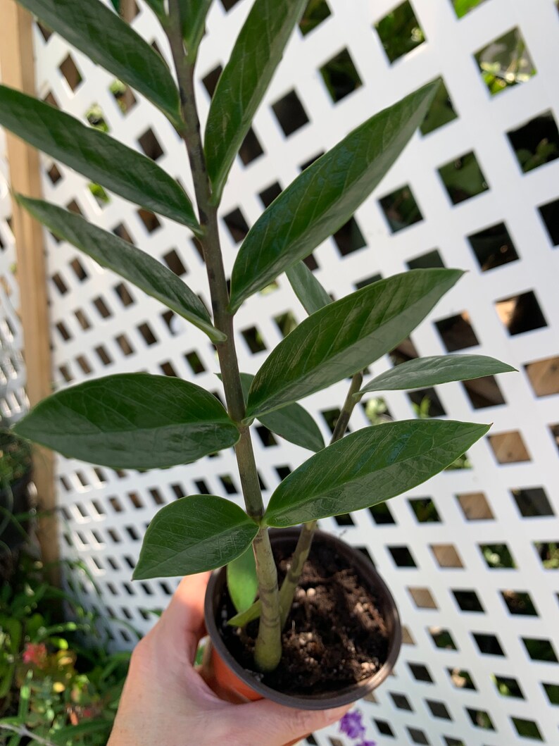 ZZ Plant, Aroid Palm / Zamioculcas Zamiifolia - Etsy