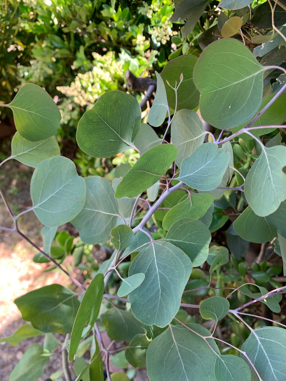 Eucalyptus Red Box/ Silver Dollar Gum 1 Gallon - Etsy