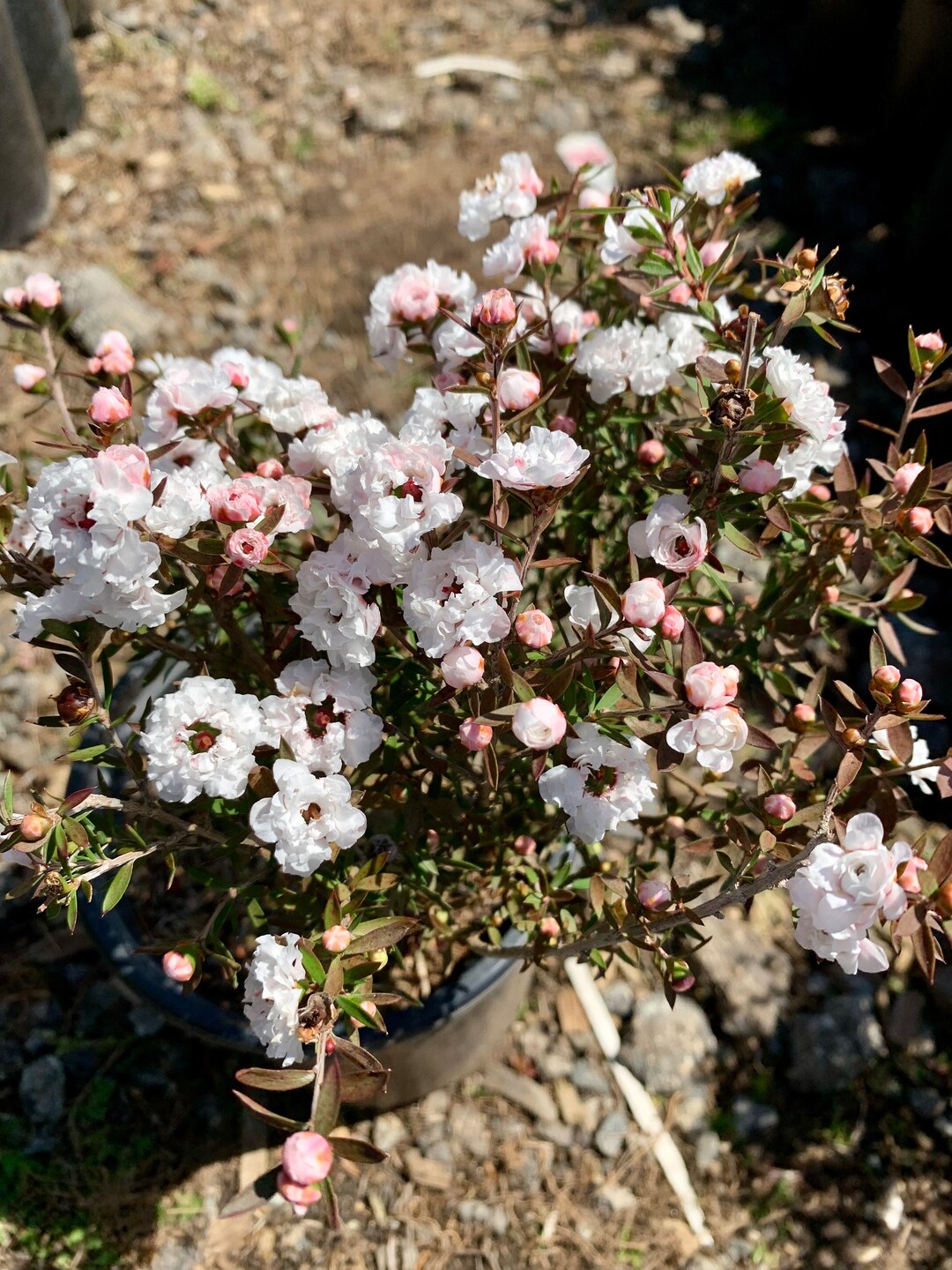 Snow White Tea Tree 1 Gallon Pot / Currently Not Blooming ...