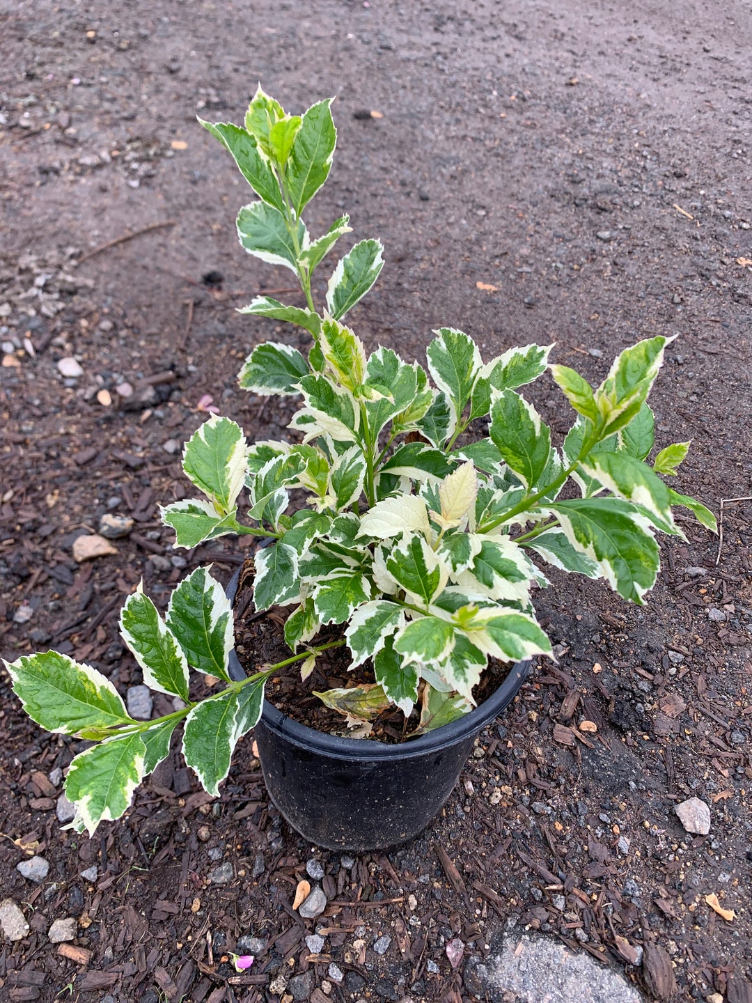 Sky Flower Variegated 1 Gallon /golden Dew Drop / Duranta Variegata - Etsy