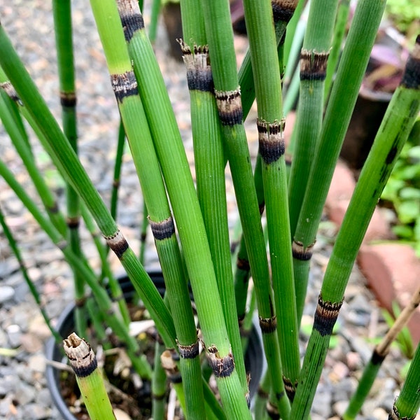 Horsetail Reed - Etsy