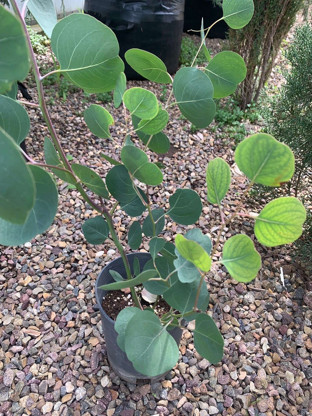 Eucalyptus Red Box/ Silver Dollar Gum 1 Gallon - Etsy