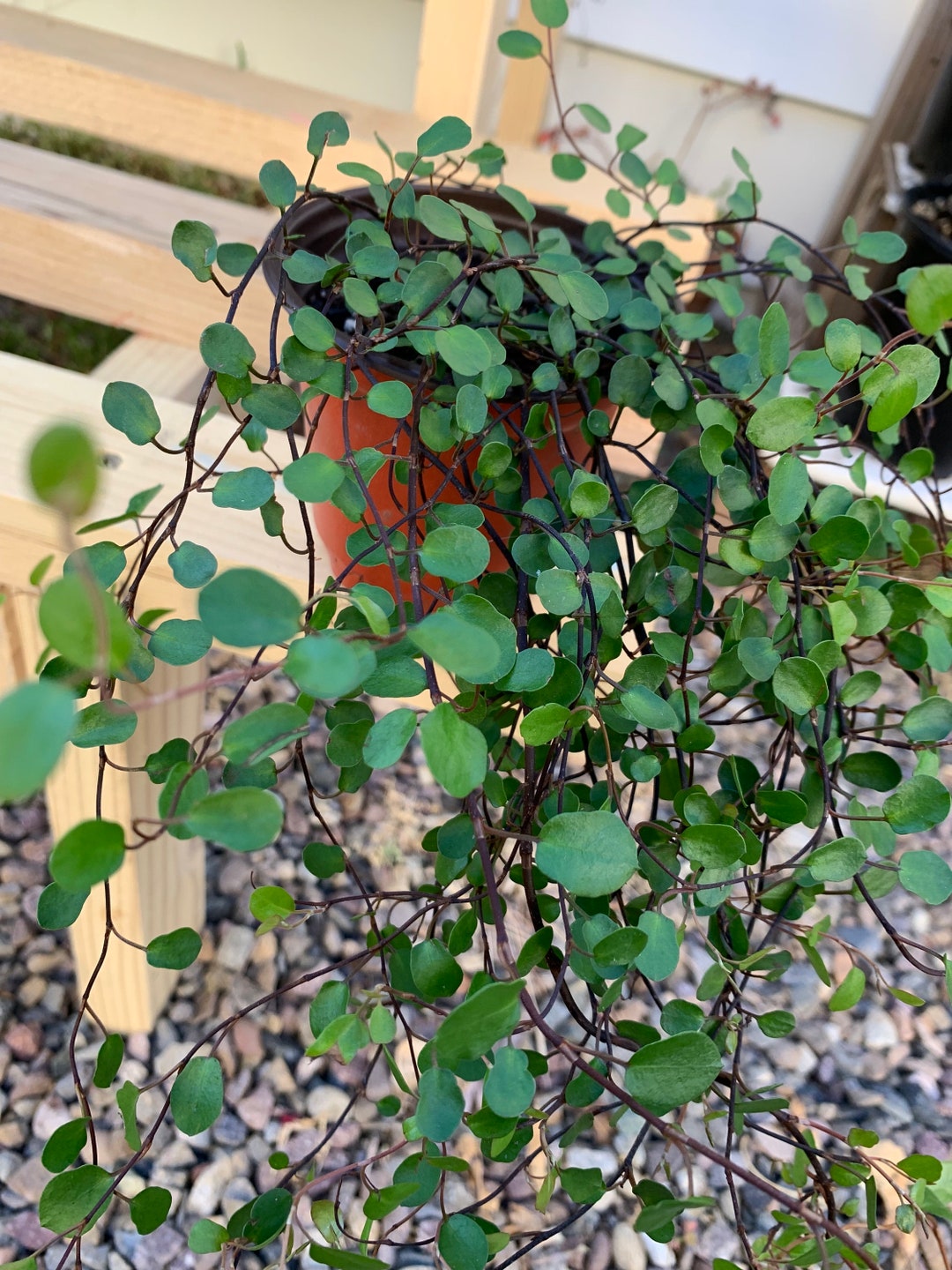 Creeping Wire Vine 3 Inch Pot / Muehlenbeckia Axillaris - Etsy