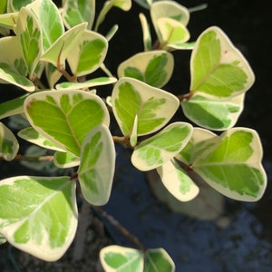 Rare Find: Ficus Triangle Variegated 4 Inch Pot FICUS TRIANGULARIS ...