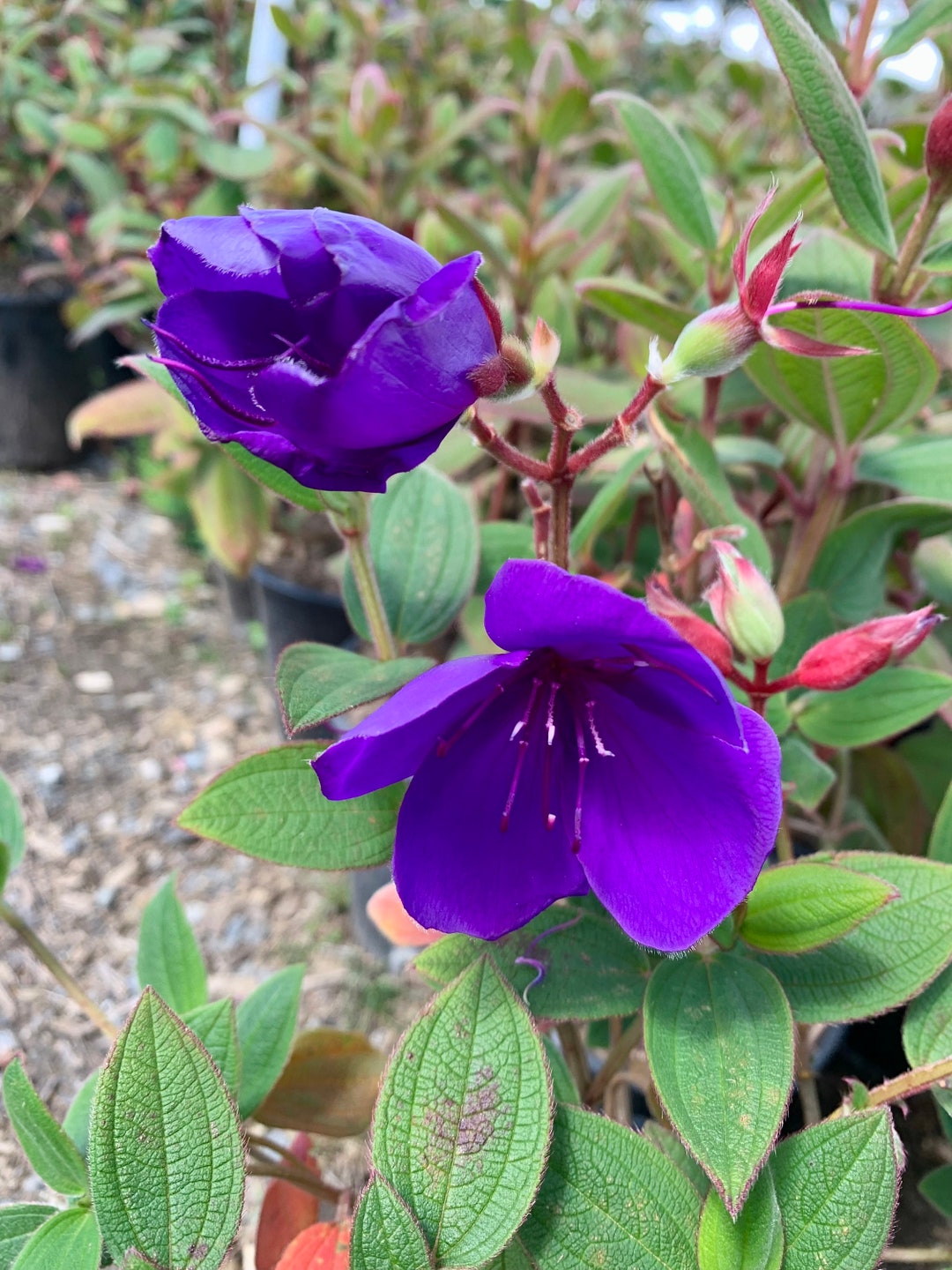 Princess Flower 1 Gallon / Tibouchina Urvilleana - Etsy