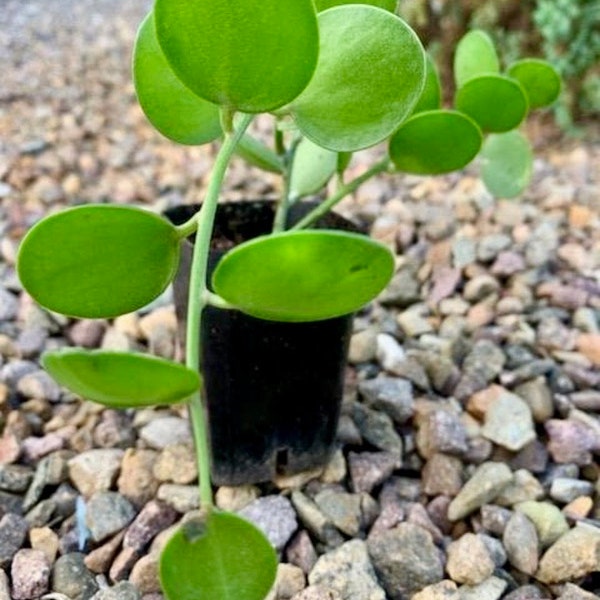 String of Nickels - Etsy