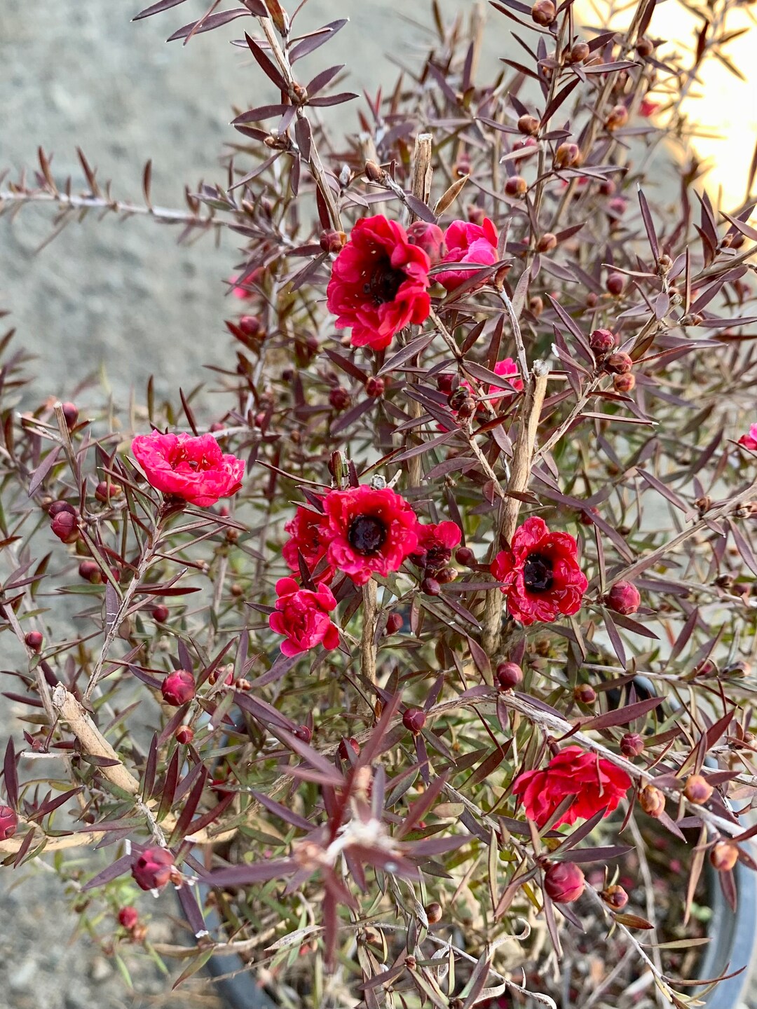 Blooming Live Ruby Glow Tea Tree 2 Sizes Available - Etsy