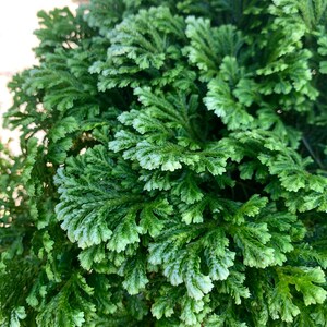 Frosty Fern Spike Moss 1 Gallon Pot / Selaginella frosty - Etsy