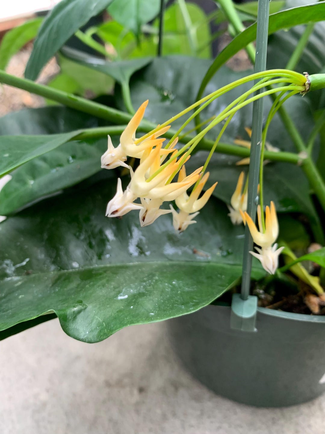Rare Find: Hoya Shooting Star 6 Hanging Basket / Hoya Multiflora / Wax ...