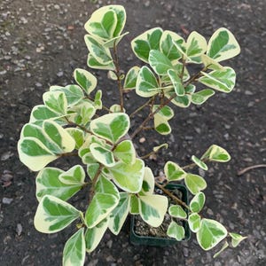 Rare Find: Ficus Triangle Variegated 4 Inch Pot FICUS TRIANGULARIS ...