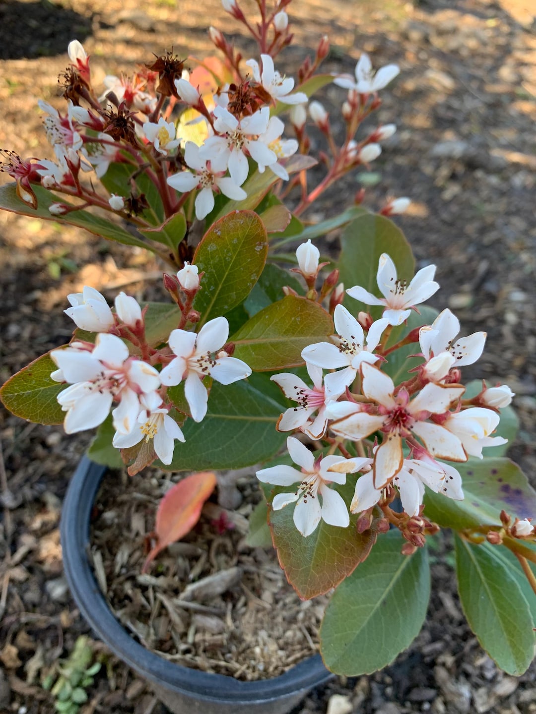 Rhaphiolepis Indica “clara” ( 1 Gallon ) / Indian Hawthorn “clara” - Etsy