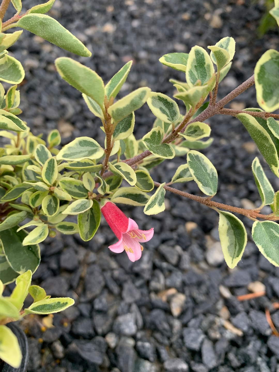 Correa Wyn's Wonder 1 Gallon Pot - Etsy