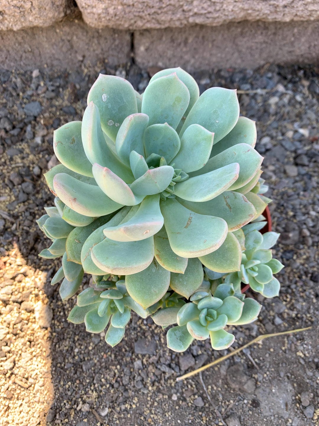Prolific Echeveria 6 Pot / Echeveria Prolifica - Etsy