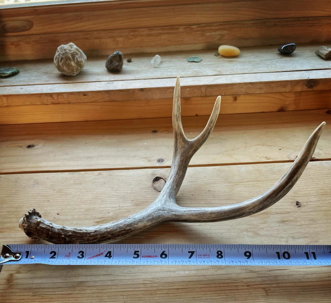 Mule Deer Antler Decor Sheds 3 Point Brown - Etsy
