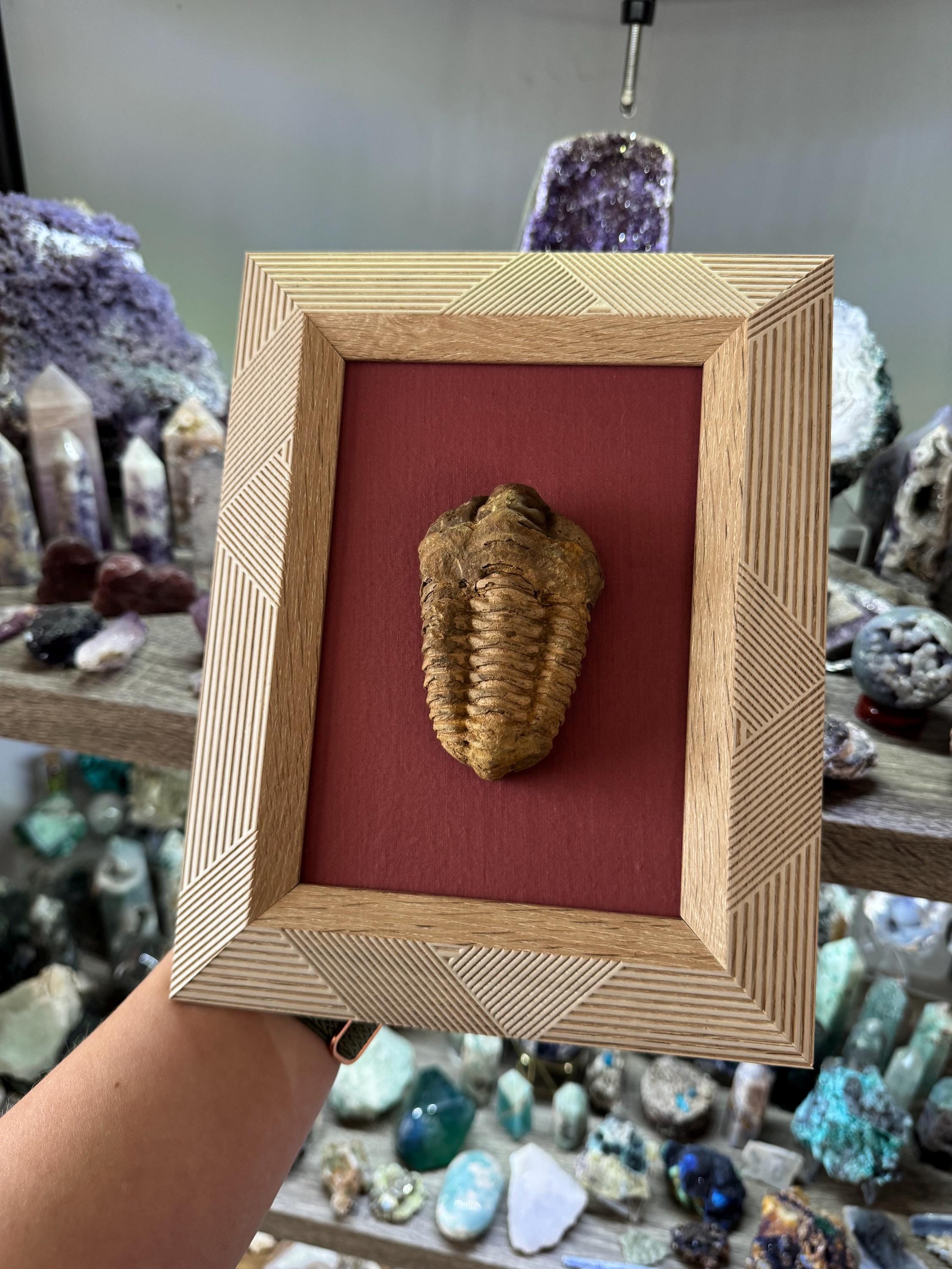Historic Trilobite Fossile on a Fabric Backing on a Geometric Wooden ...
