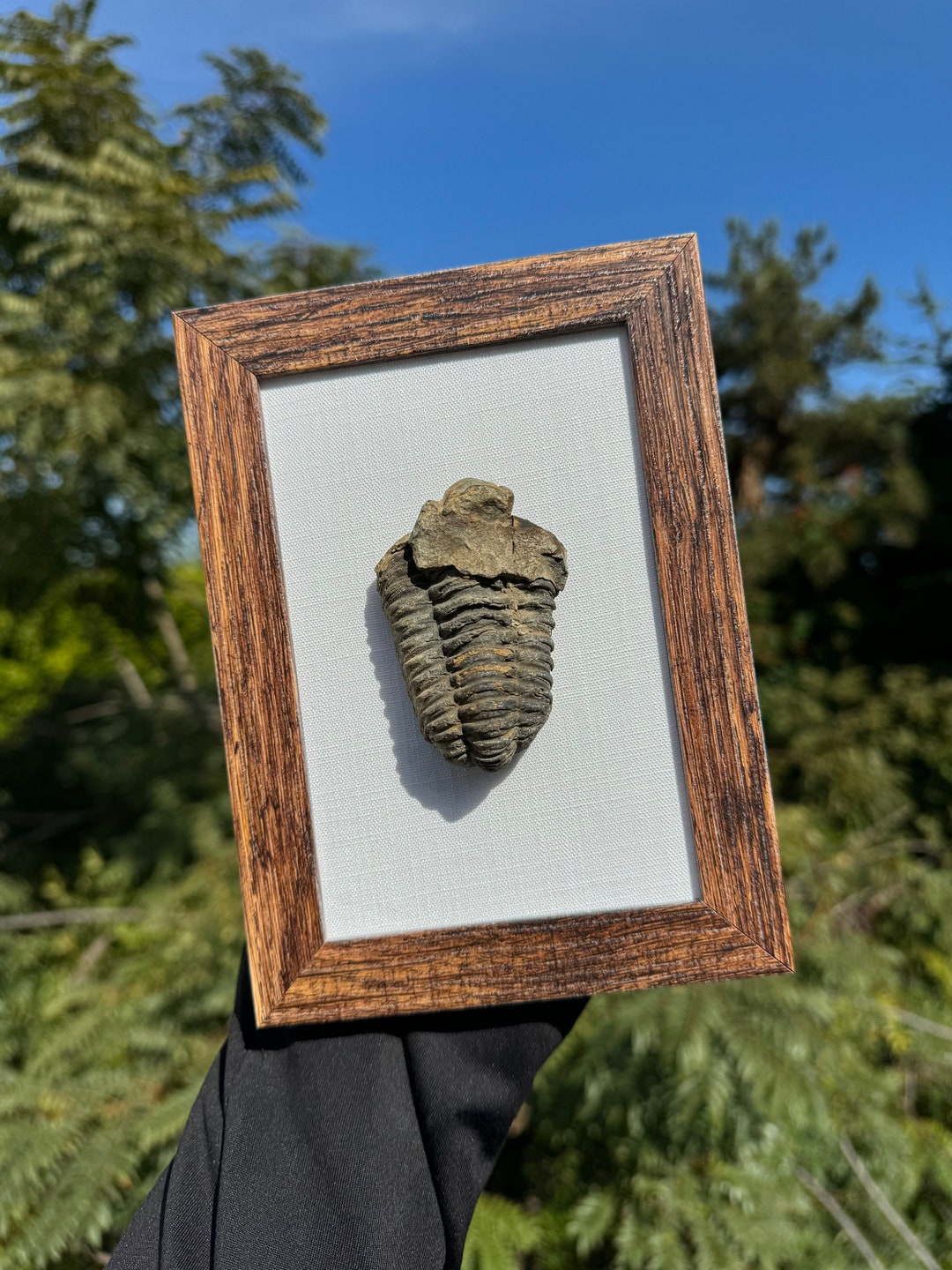 Fascinating Trilobite Fossil on Brown Wooden Frame Home Decor Wall Art ...