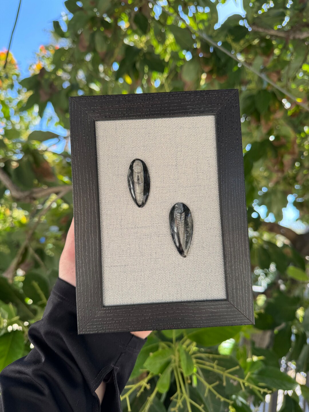 Orthoceras Teardrop Fossils On Black Wood Frame Wall Art Home Decor Etsy
