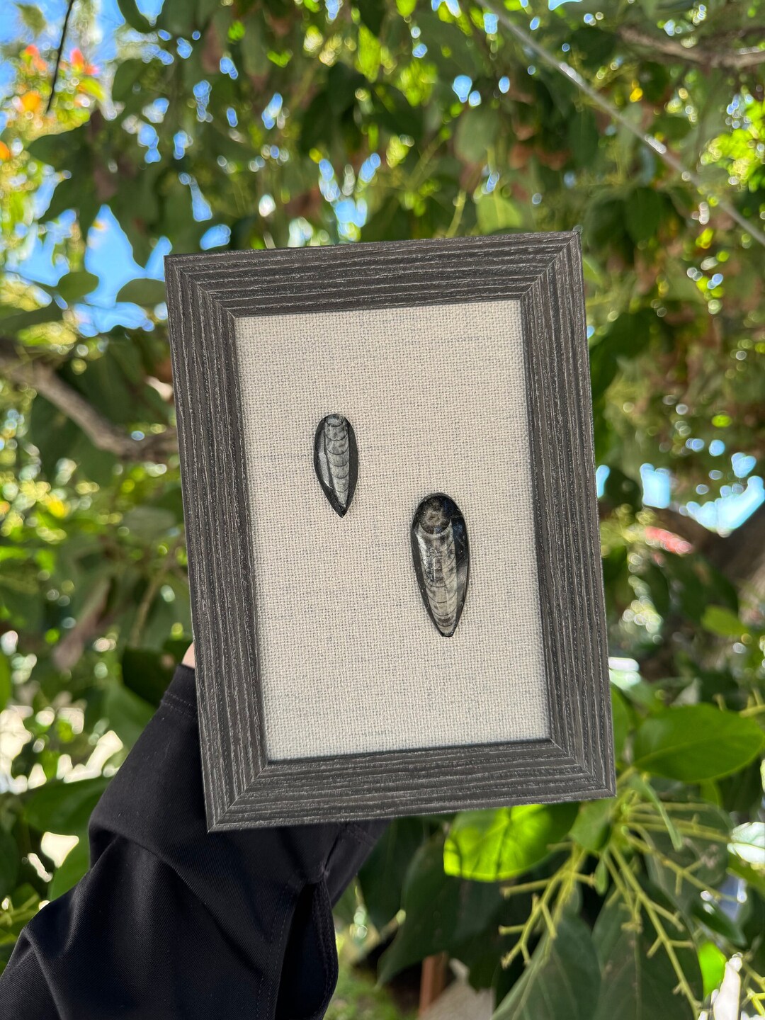Unique Orthoceras Teardrop Fossils On Grey Frame Wall Art Home Decor Etsy