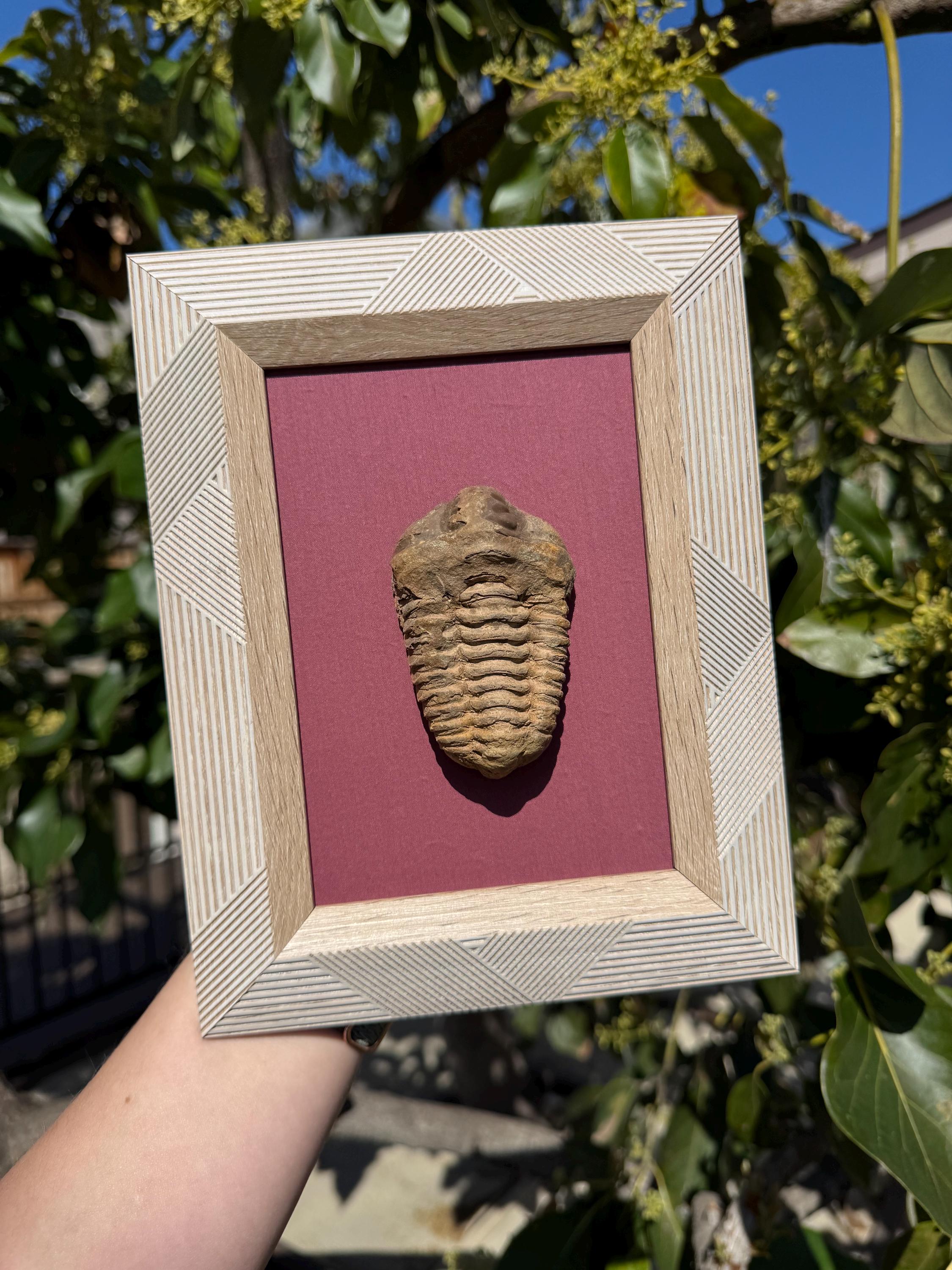 Historic Trilobite Fossile on a Fabric Backing on a Geometric Wooden ...