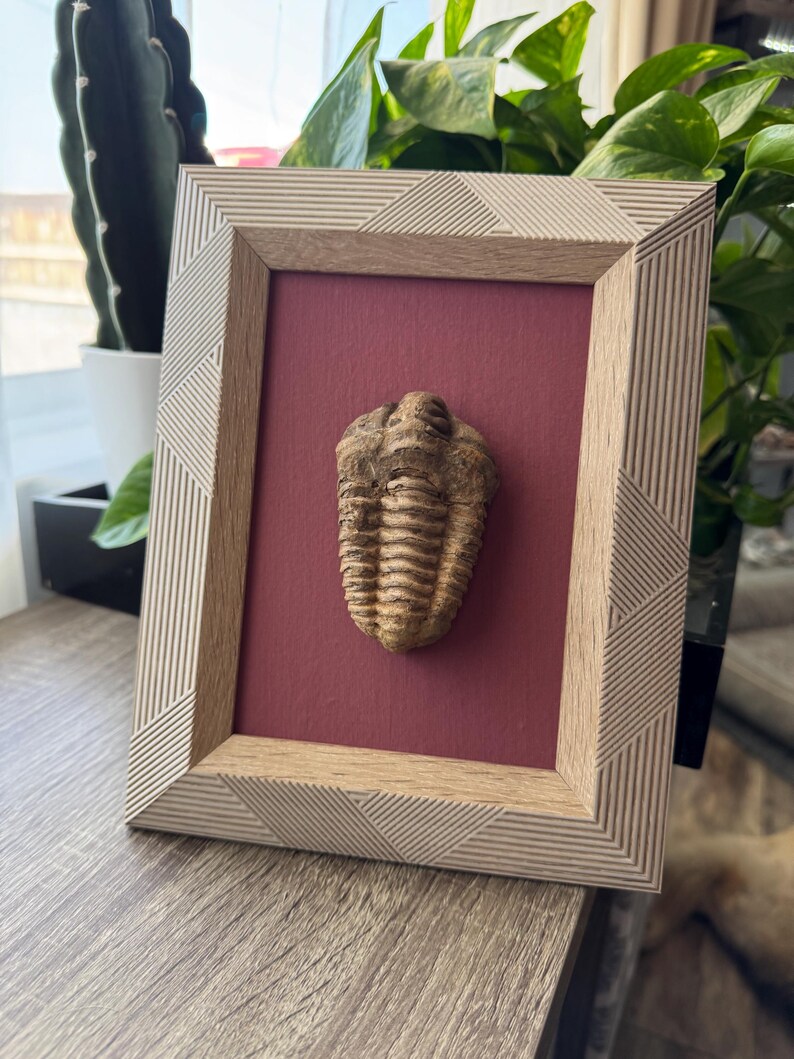 Historic Trilobite Fossile on a Fabric Backing on a Geometric Wooden ...