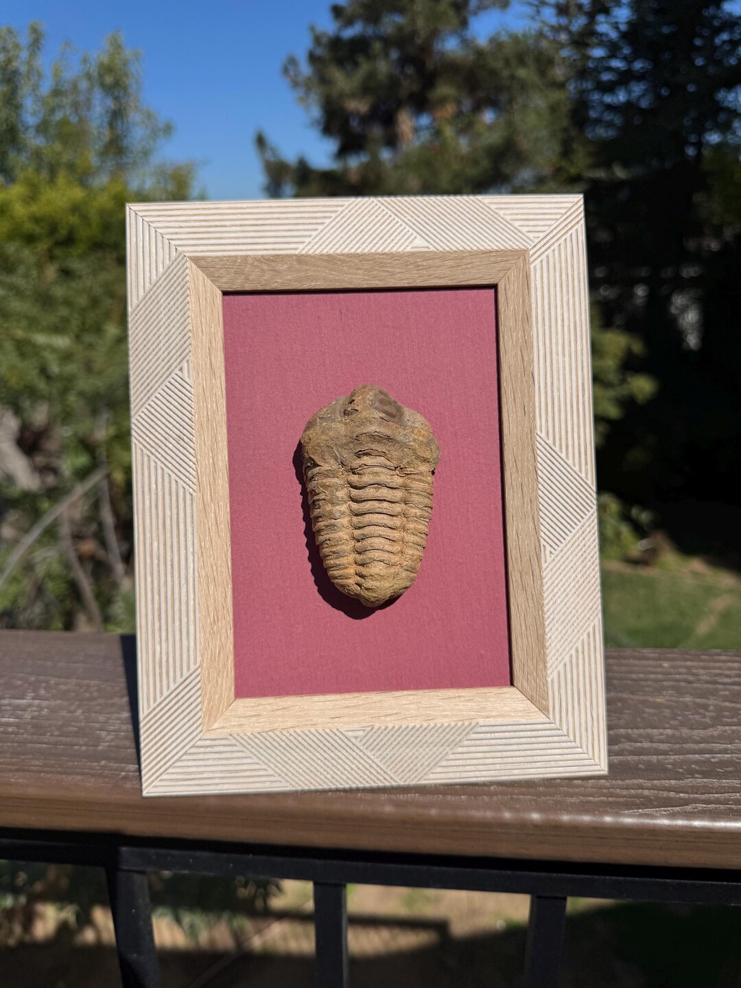 Historic Trilobite Fossile on a Fabric Backing on a Geometric Wooden ...