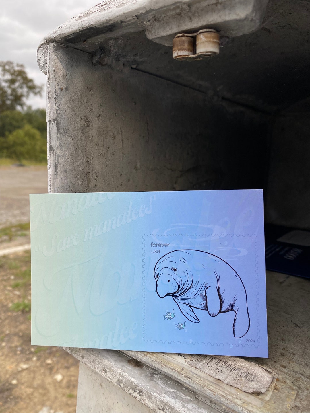 Save Manatees Postcard glossy Front 2024 Forever Stamp Match Save the ...