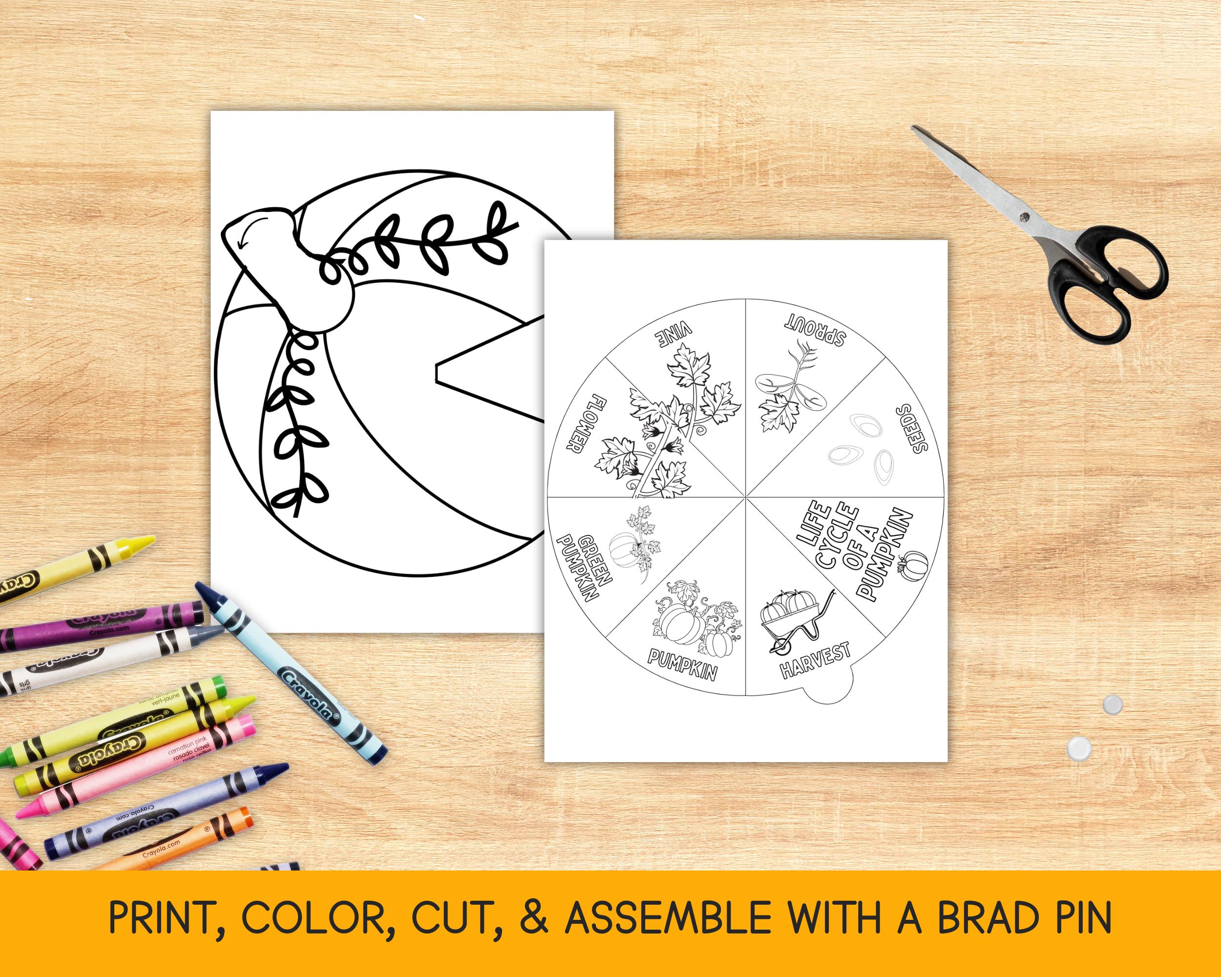 Pumpkin Life Cycle Spinner Wheel Coloring Craft, Life Cycle of a ...
