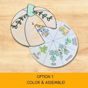 Pumpkin Life Cycle Spinner Wheel: Coloring Craft Activity (digital ...