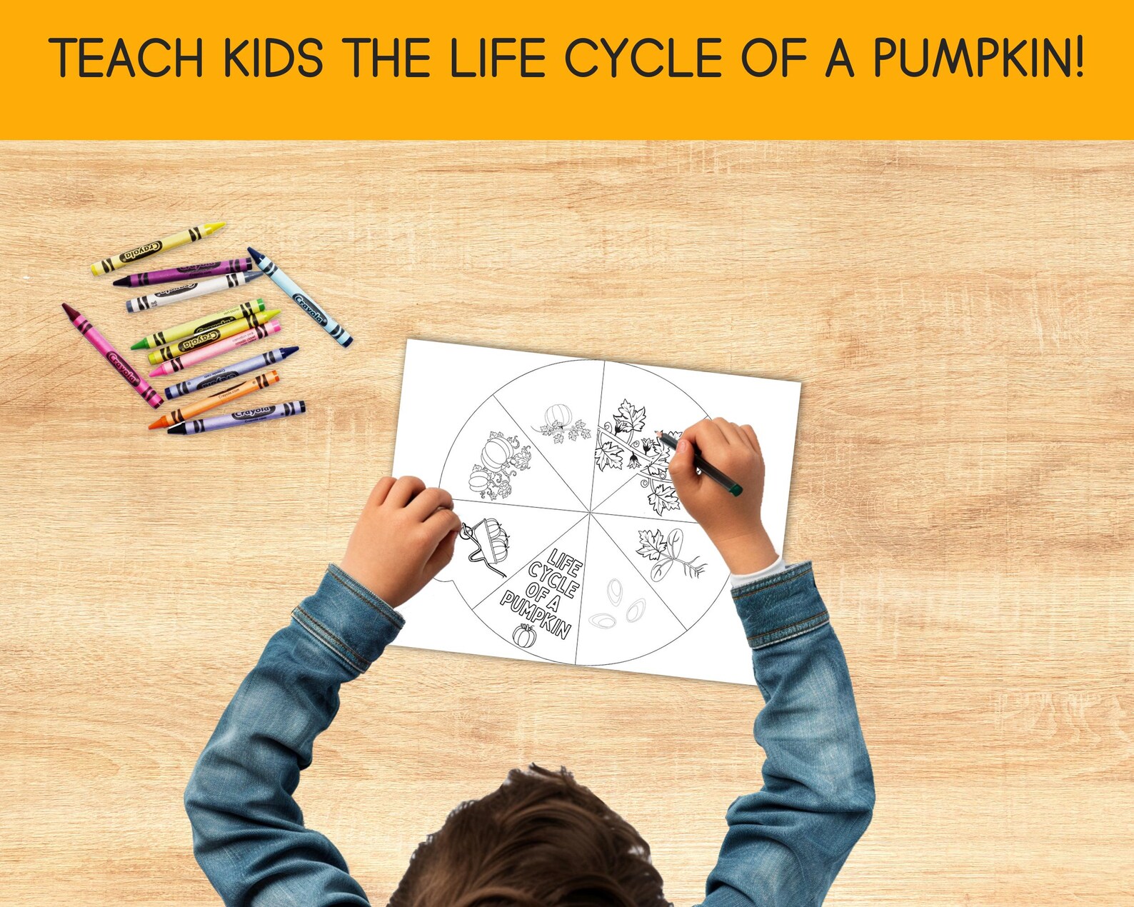Pumpkin Life Cycle Spinner Wheel Coloring Craft, Life Cycle of a ...