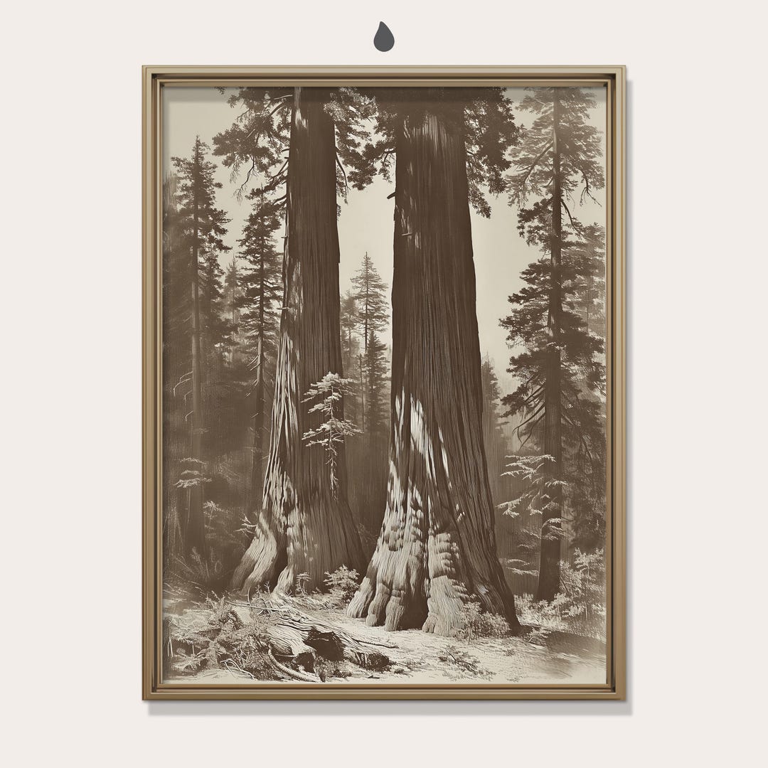 Vintage Redwood Tree Print, Neutral Black and White Art, Antique Nature ...