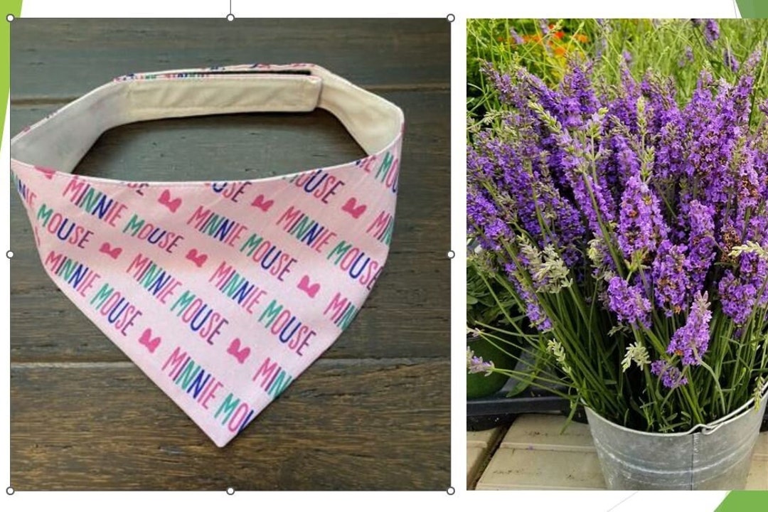 Lavender Sachet Filled Dog Pet Bandana Collar Valentine - Pink Minnie ...