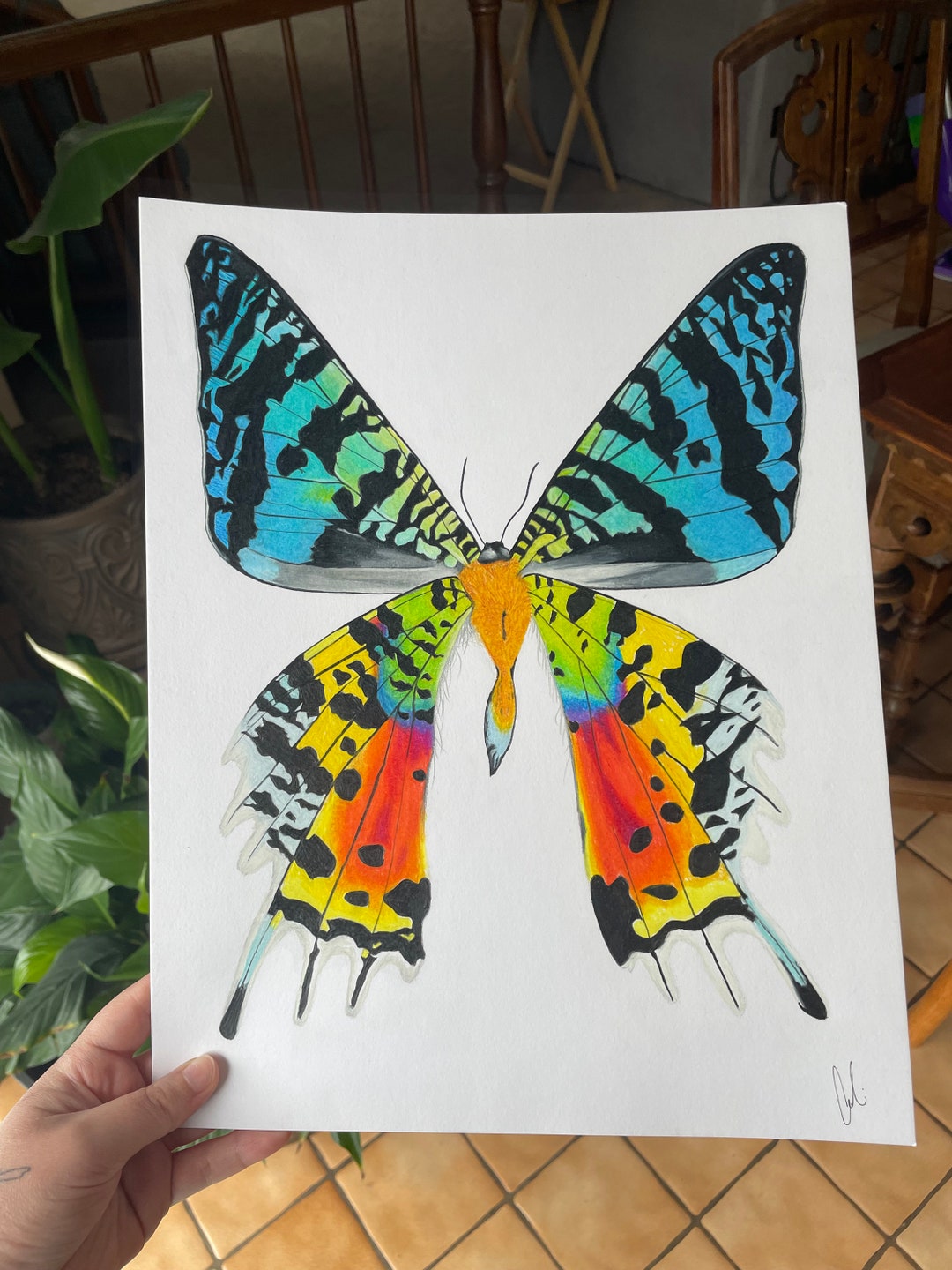 Sunset Moth Original Drawing, Original Copy Drawing, Butterfly Drawing ...