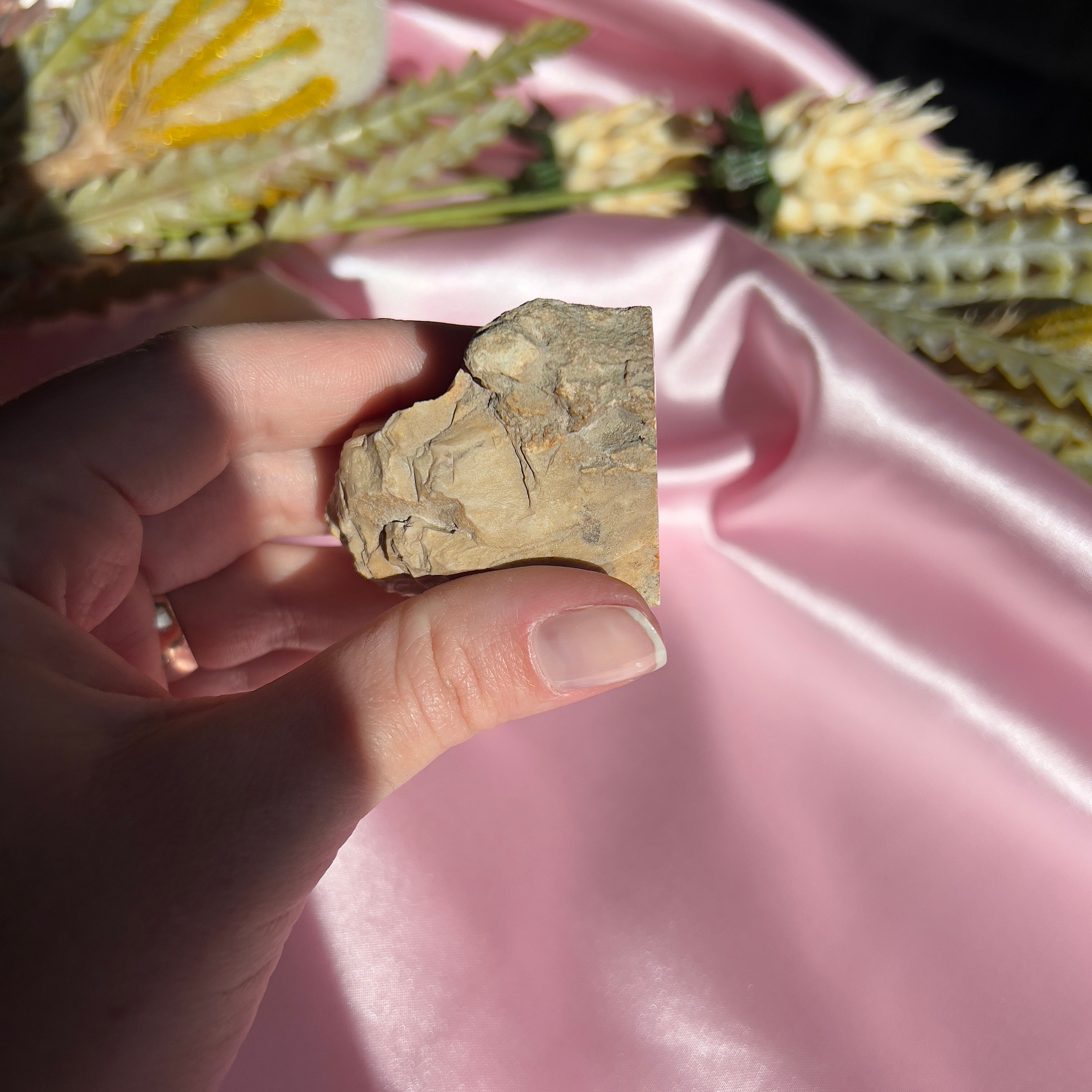 Polished Limb Cast From Crooked River, Paulina, Oregon, USA - Etsy