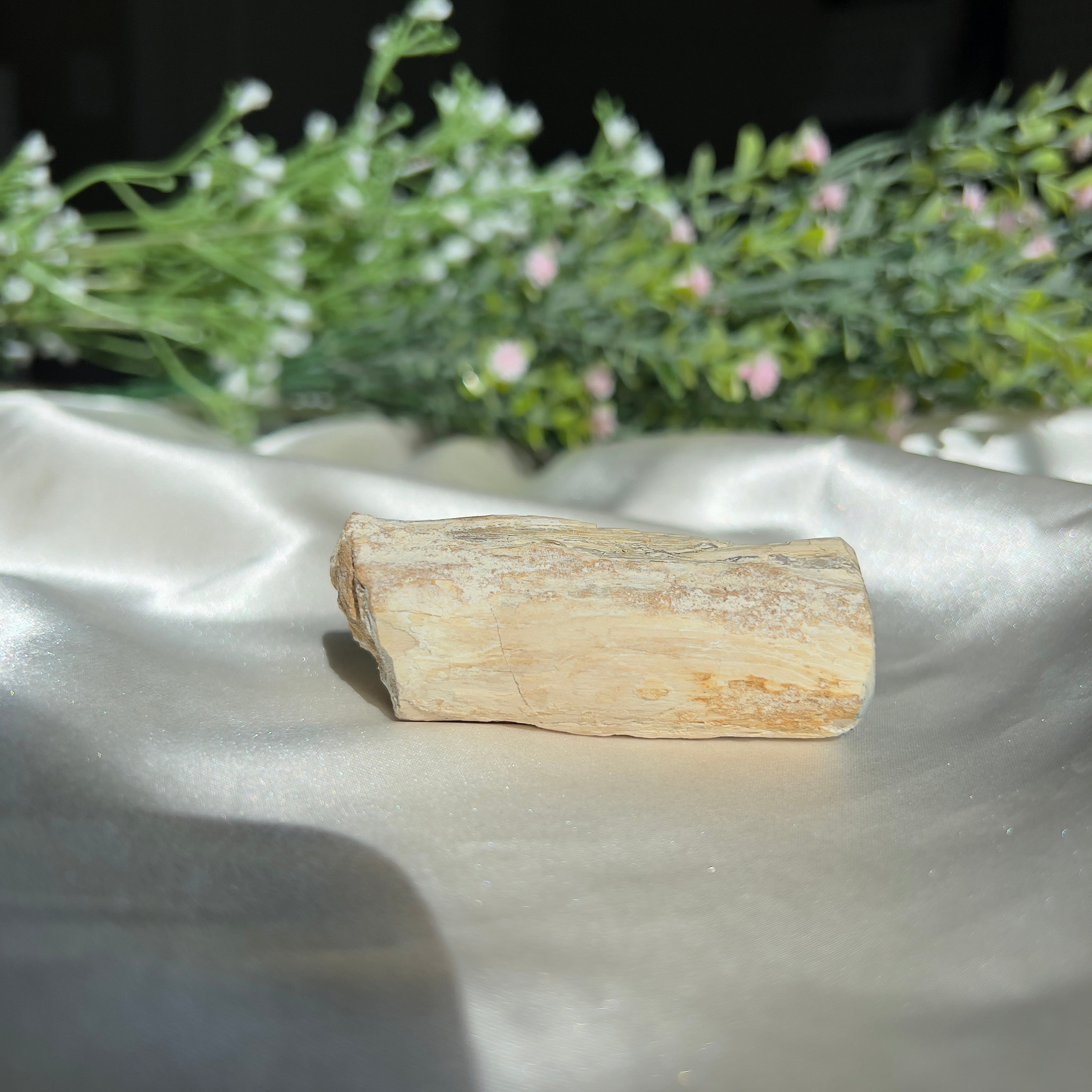 Polished by Us: Limb Cast From Texas Springs, Nevada, USA - Etsy