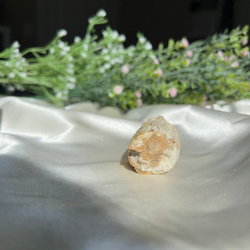 Polished by Us: Limb Cast From Texas Springs, Nevada, USA - Etsy